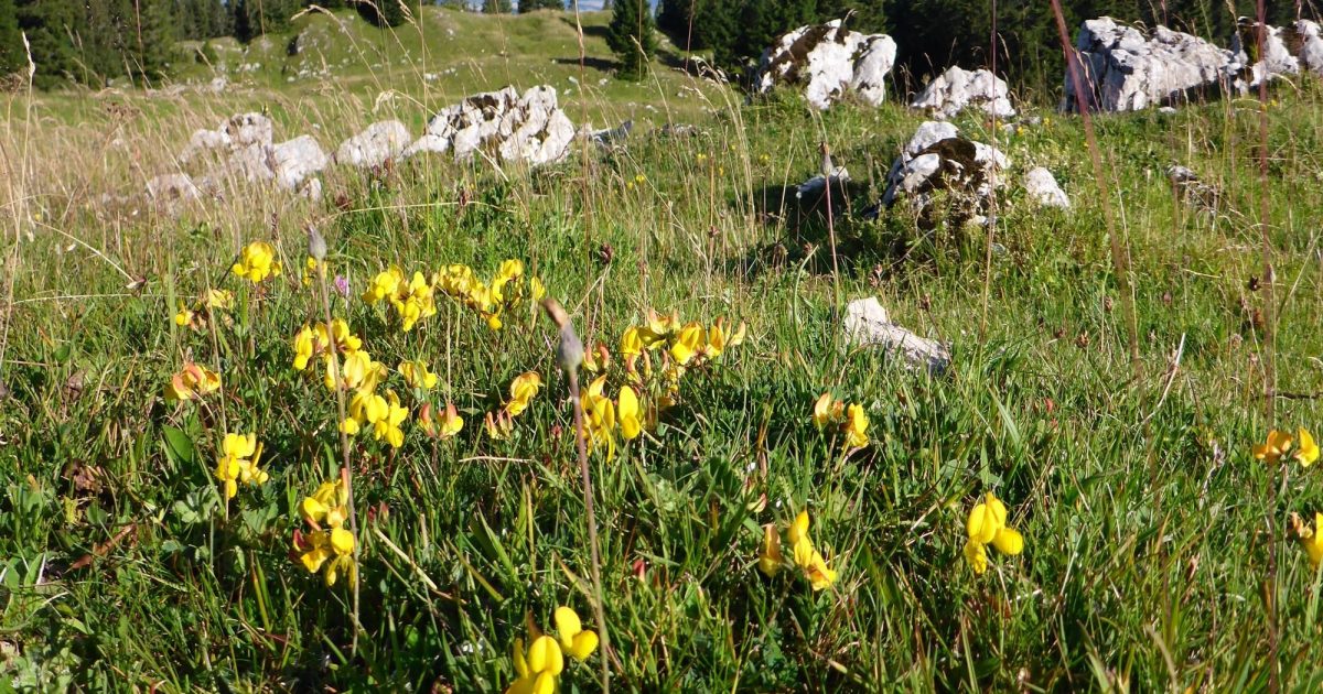 Flowers of the Jura Mountains | Cicerone Press