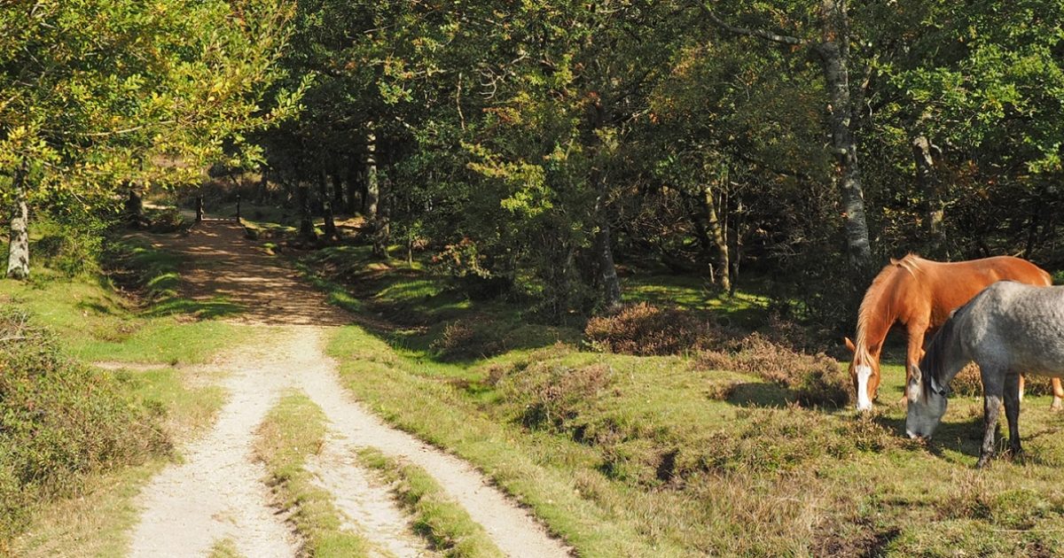 History of the New Forest | Cicerone Press