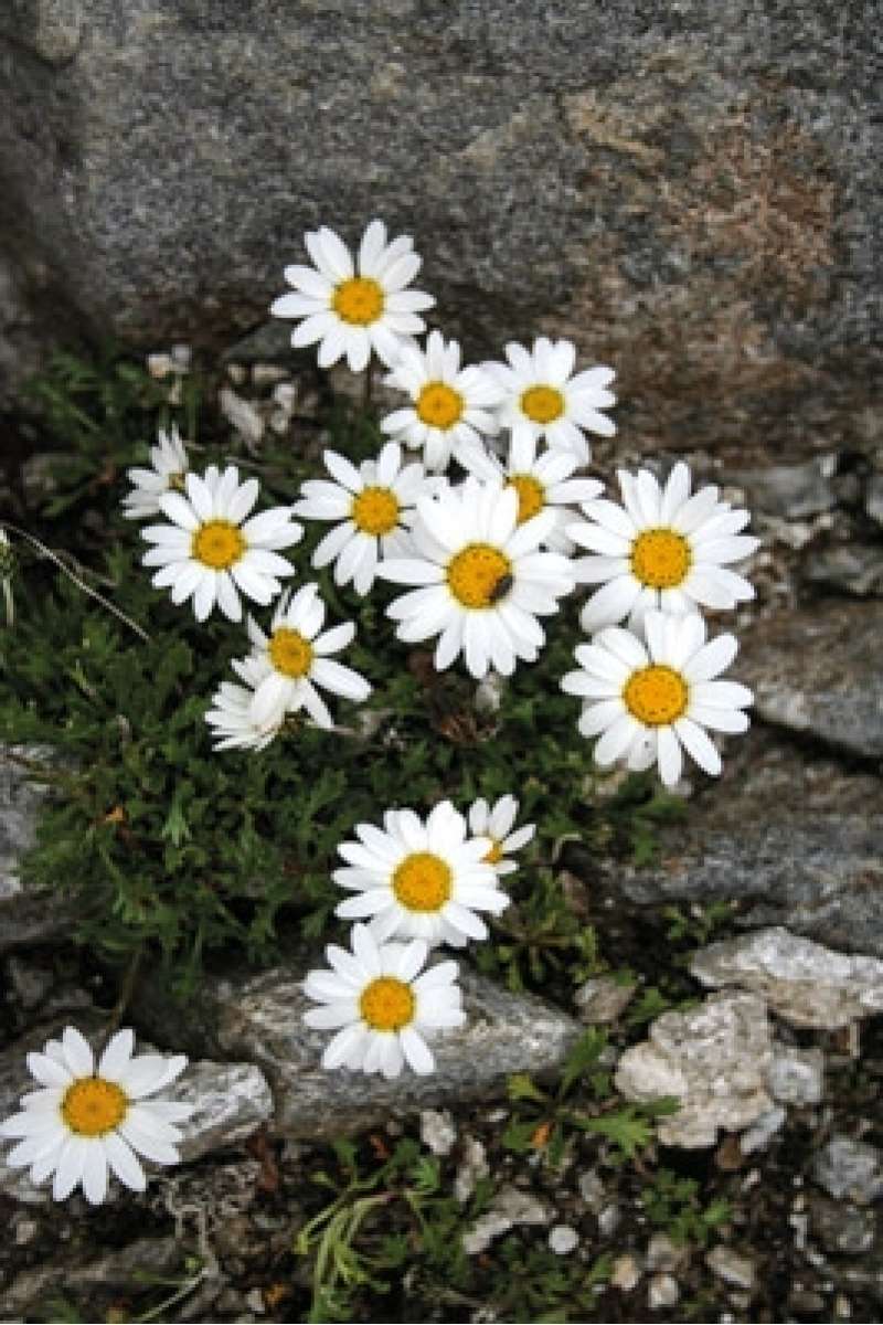 Alpine flowers | Pocket field guide for… | Cicerone Press