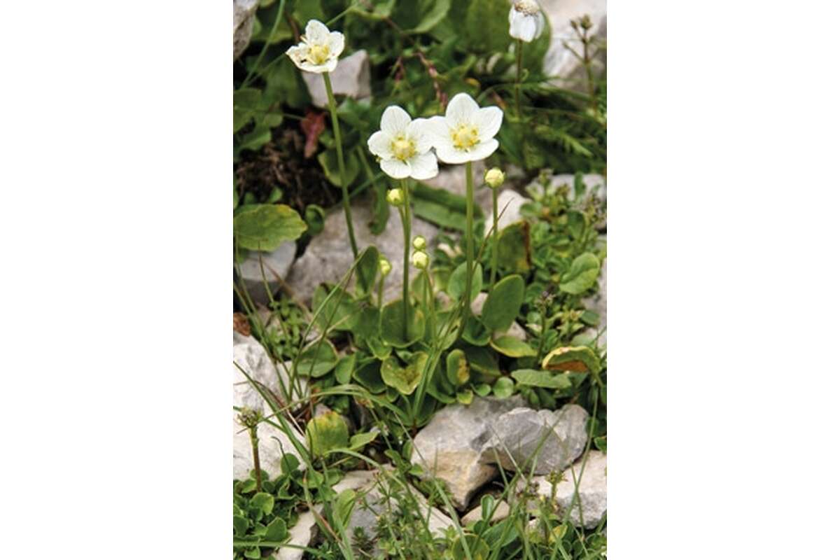 Alpine flowers | Pocket field guide for… | Cicerone Press