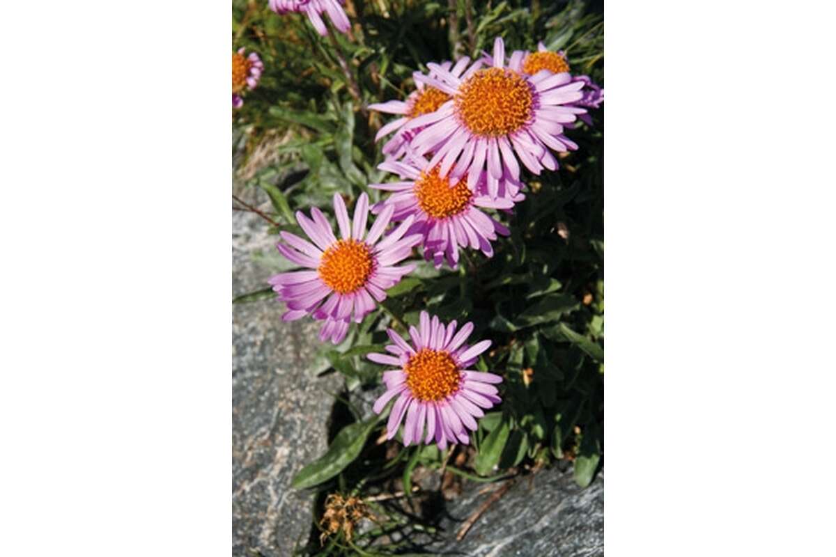 Alpine flowers | Pocket field guide for… | Cicerone Press